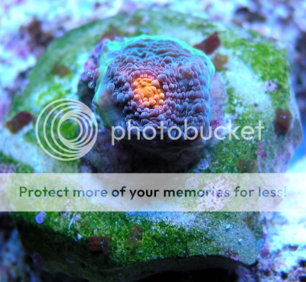 Lets see pics of the rarest coral you have ever had living in your tank ...