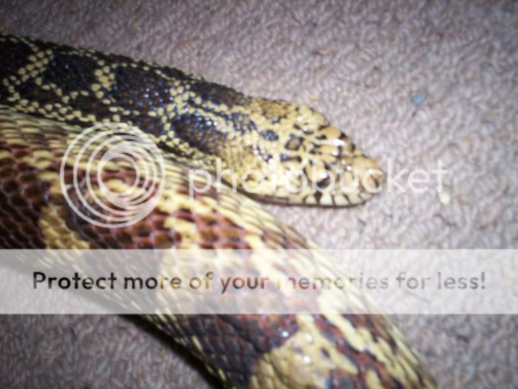 Boa's, Pits and Carpets | Reptile Forums